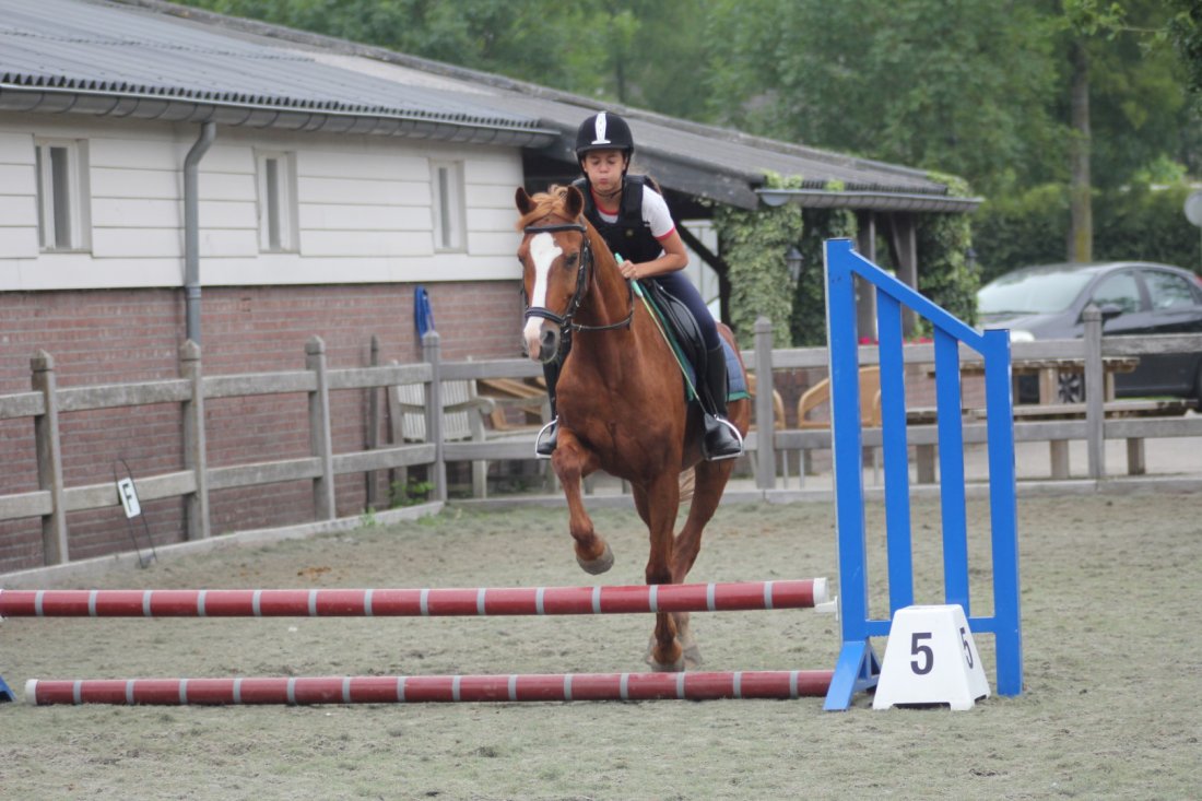 Guusje | Manege 't Halster